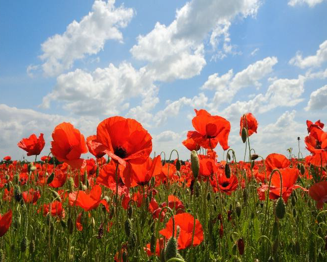 Ventnor Royal British Legion Remembrance Service - Tuesday 11th ...